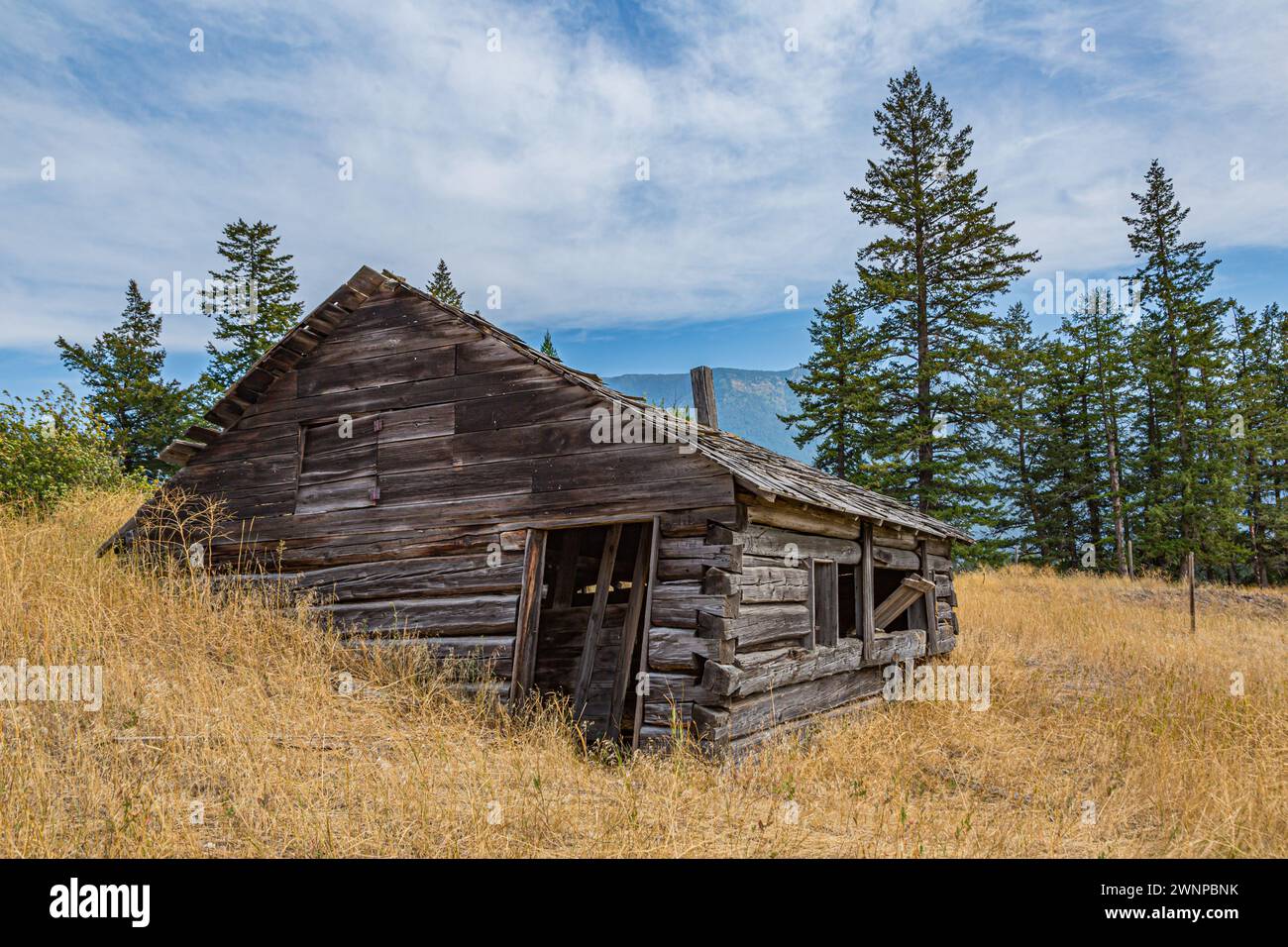 Historic abandoned log cabin in a field of golden grass at Hungry Horse ...