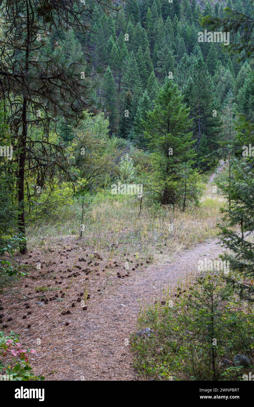 Lolo national forest hi-res stock photography and images - Alamy