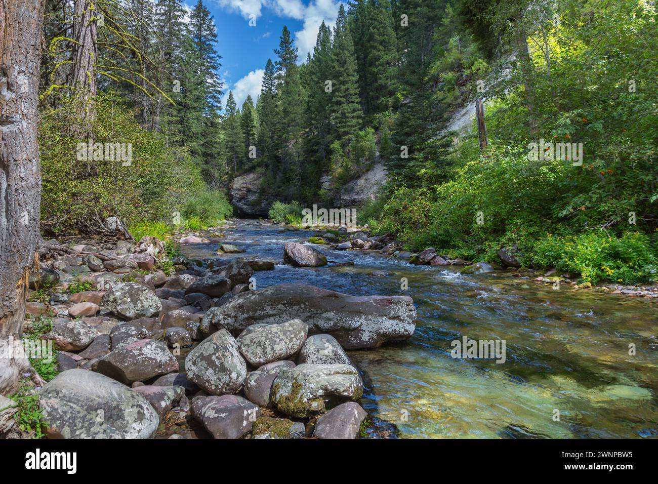 Crystal clear water of Rattlesnake Creek winds through the Lolo ...