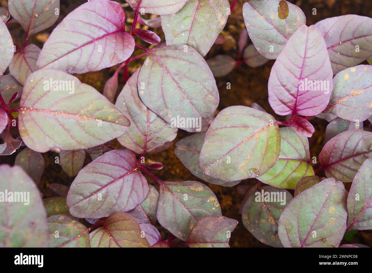 Red spinach plants (Amaranthus tricolor-variety Blitum rubrum) in ...