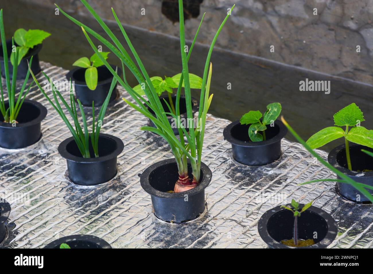 Hydroponic techniques hi-res stock photography and images - Alamy