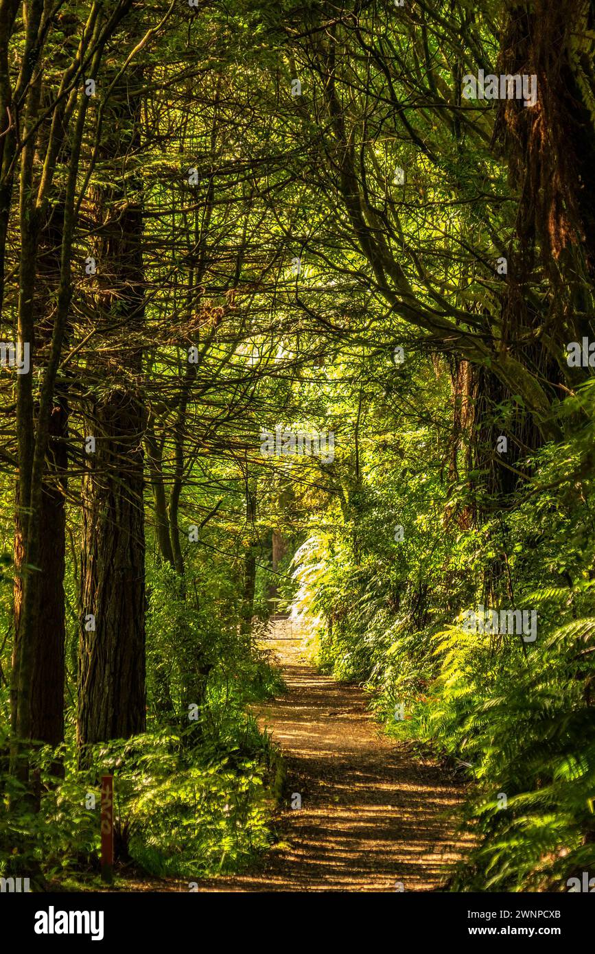 Pathway leading through lush native bush and tree ferns at Lake ...