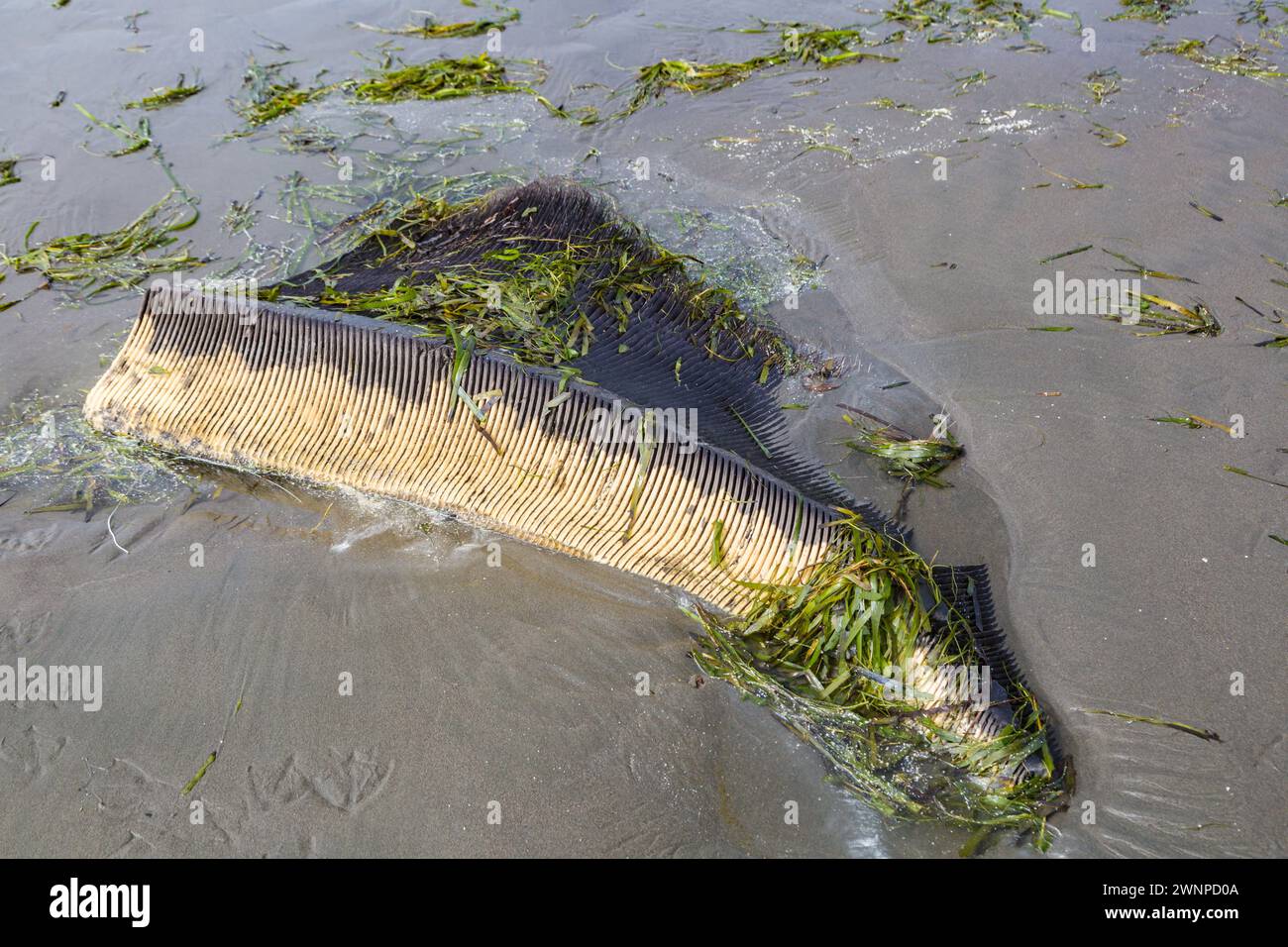 Seaweed tangled on baleen of a dead beached whale on the Pacific Ocean ...