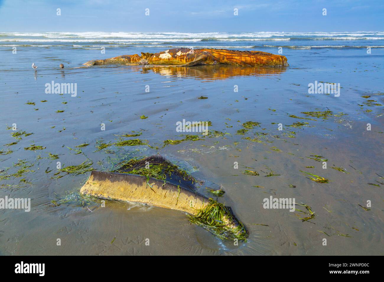 Seaweed tangled on baleen of a dead beached whale on the Pacific Ocean ...