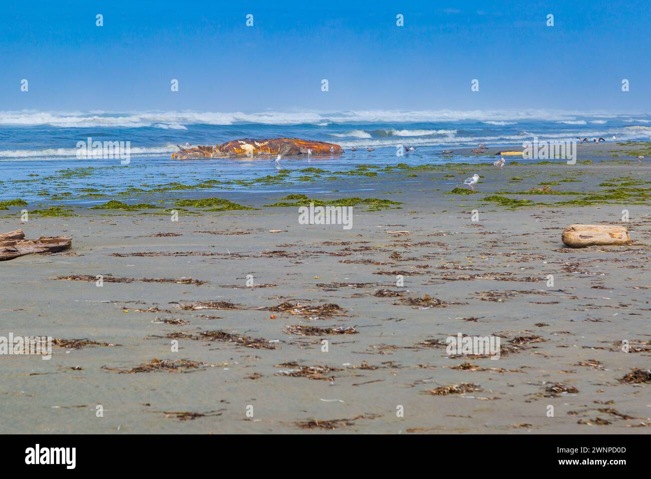 Dead beached whale on the seaweed covered Pacific Ocean beach at Ocean ...