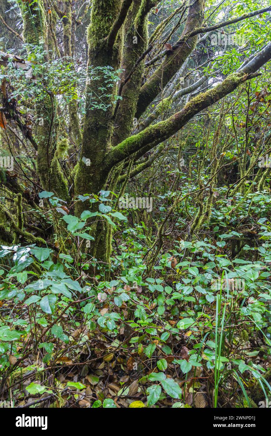 Moss covered tree in the Pacific Northwest near Ocean City, Washington ...