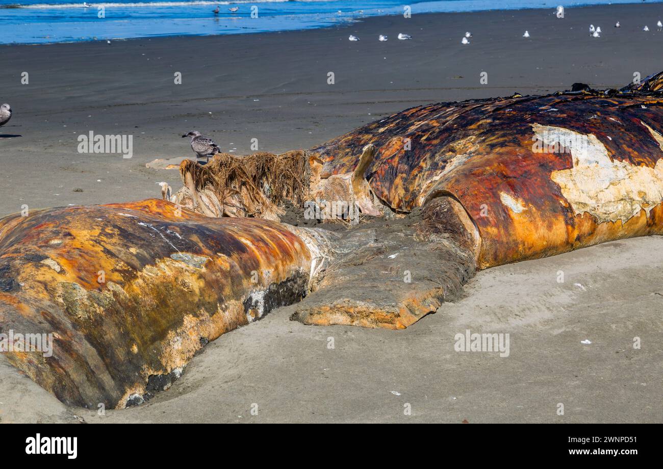 Dead beached whale on the Pacific Ocean beach at Ocean City, Washington ...