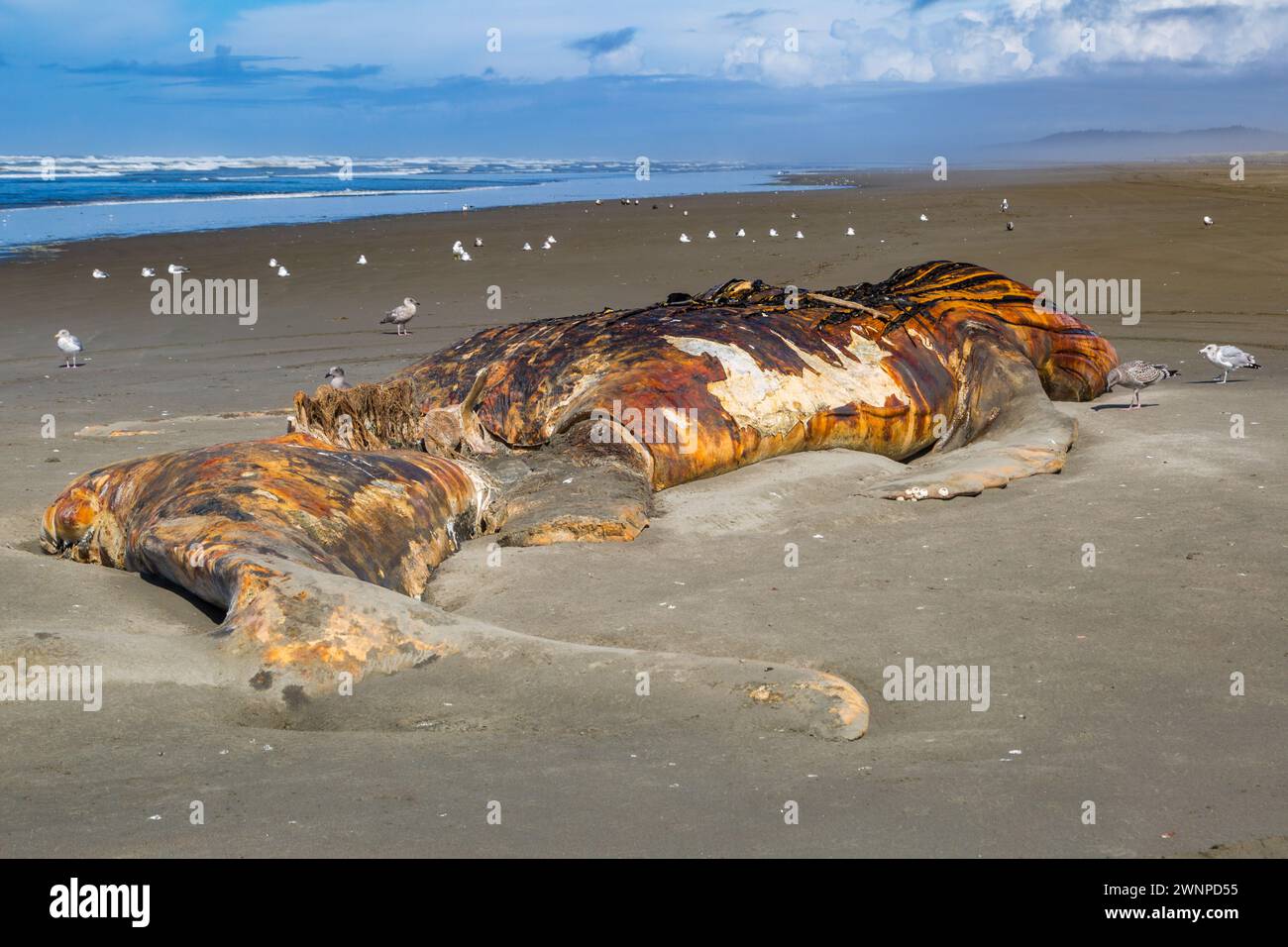 Beached whale united states hi-res stock photography and images - Alamy