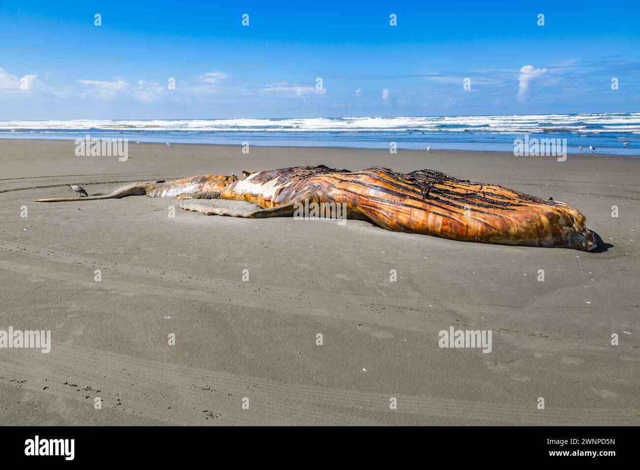 Dead beached whale on the Pacific Ocean beach at Ocean City, Washington ...