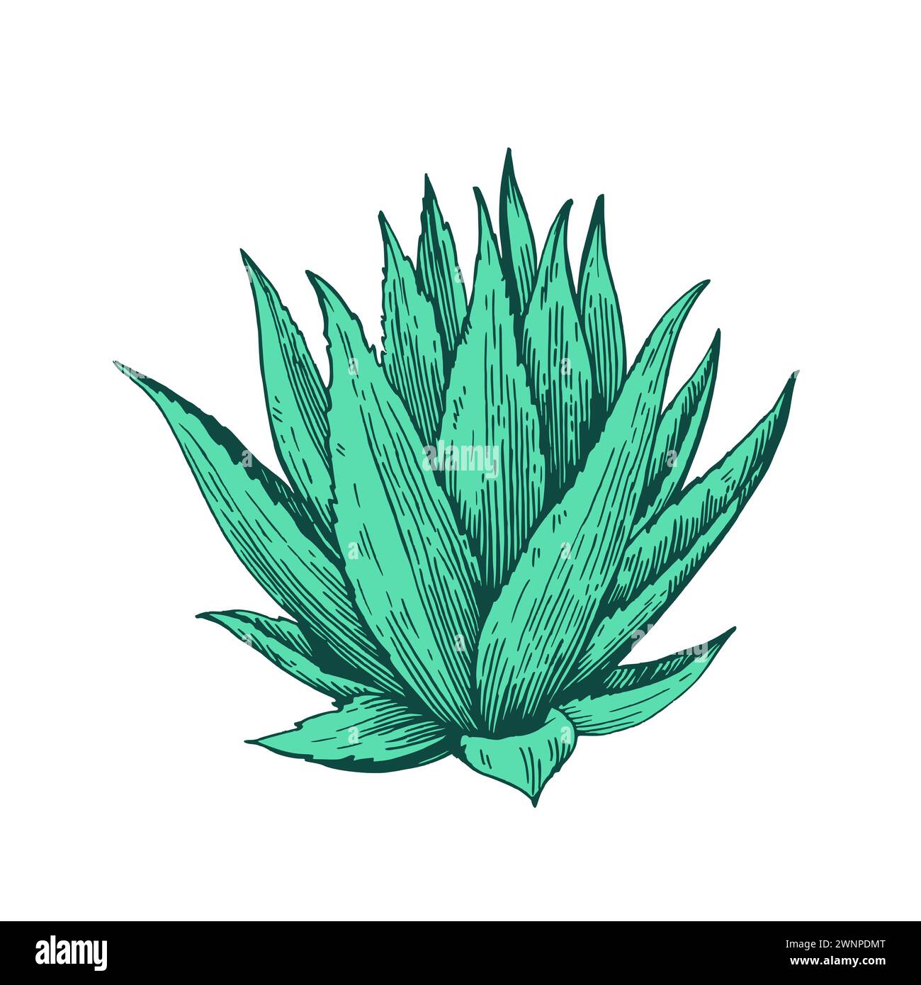 Hand drawn illustration in engraving style. Agave plant isolated on ...