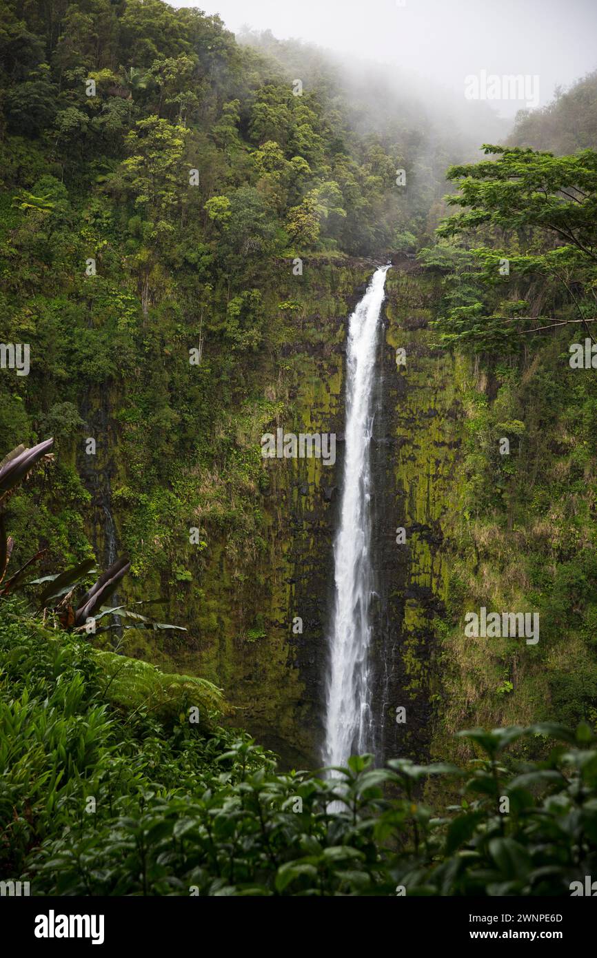 The hike to Akaka Falls on Hawaii Stock Photo - Alamy