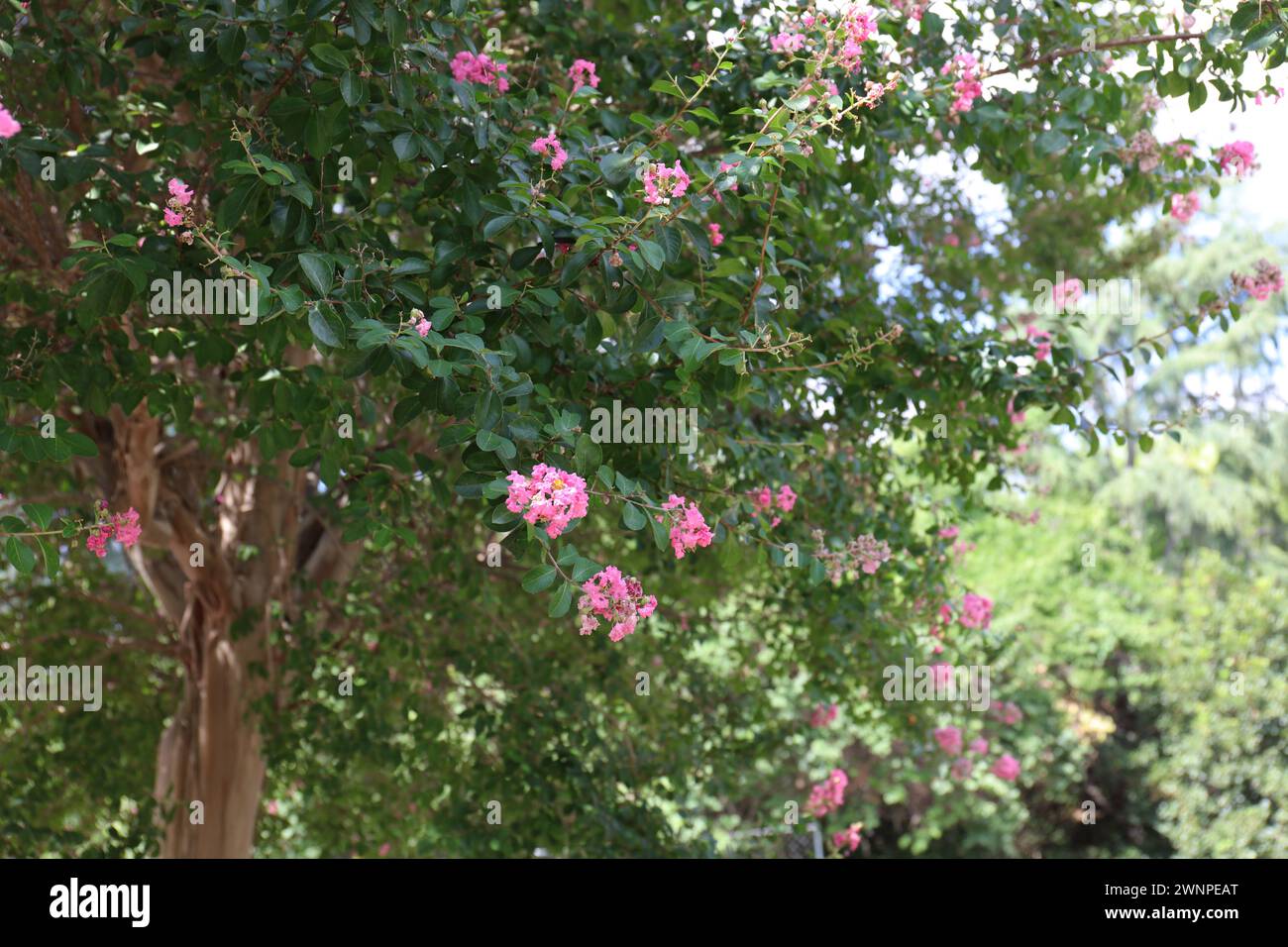 A flowering Crepe Myrtle tree with clusters of pink flowers in San ...