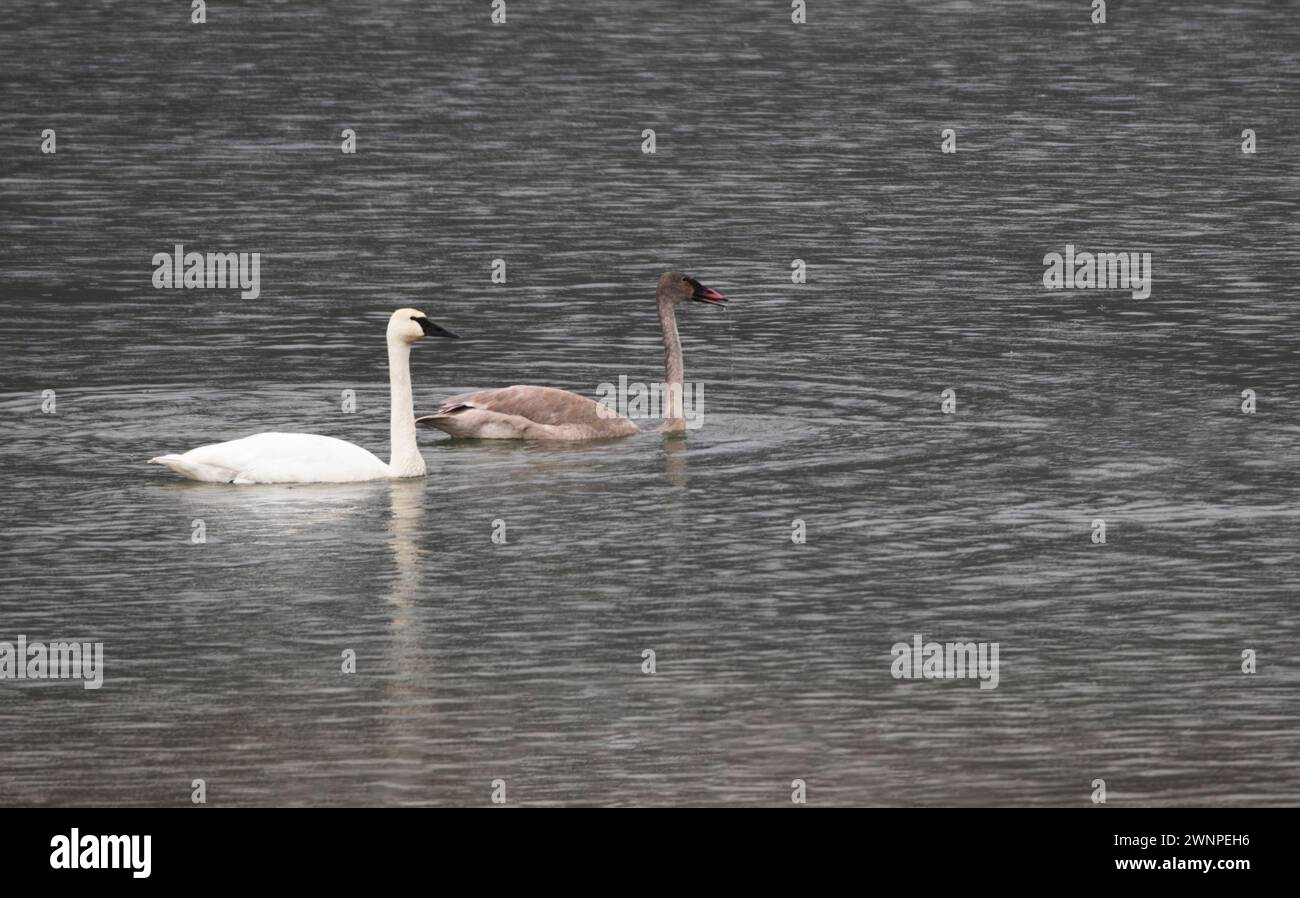 Immature trumpeter swans hi-res stock photography and images - Alamy