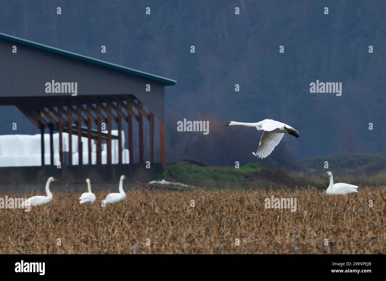 Beautiful trumpeter swans in family groups overwinter in agricultural ...