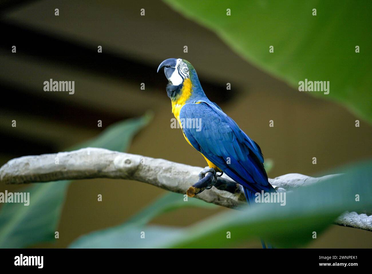 A parrot sits on a tree limb on the island of Kauai in Hawaii Stock ...
