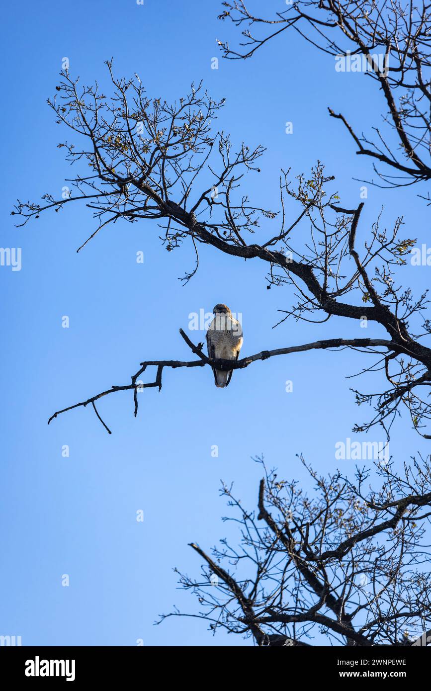 A Red Tailed hawk is perched in an oak tree in the foothills of the ...