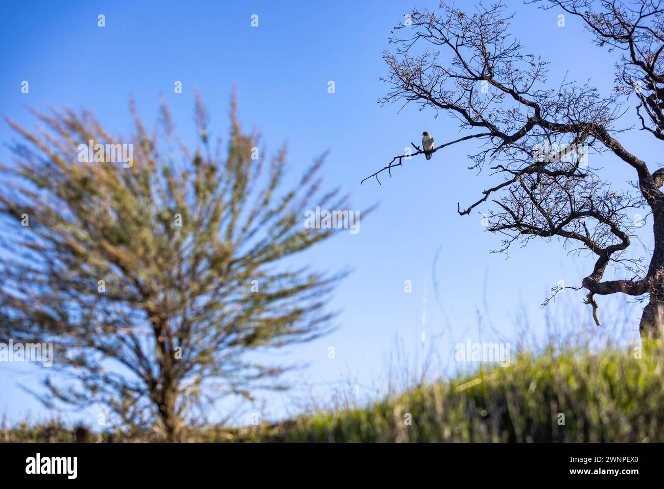A Red Tailed hawk is perched in an oak tree in the foothills of the ...