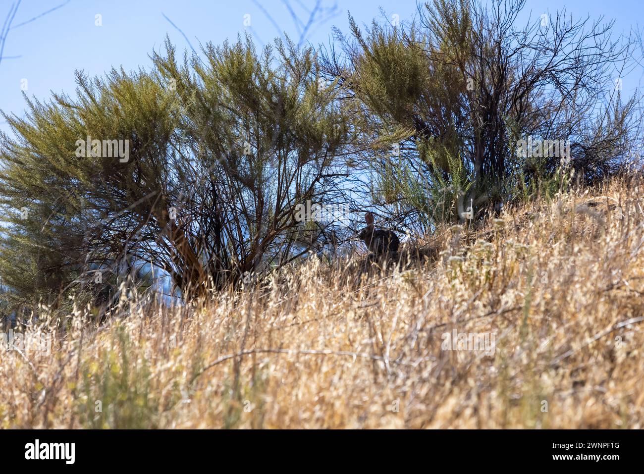 Rabbit bush hi-res stock photography and images - Alamy