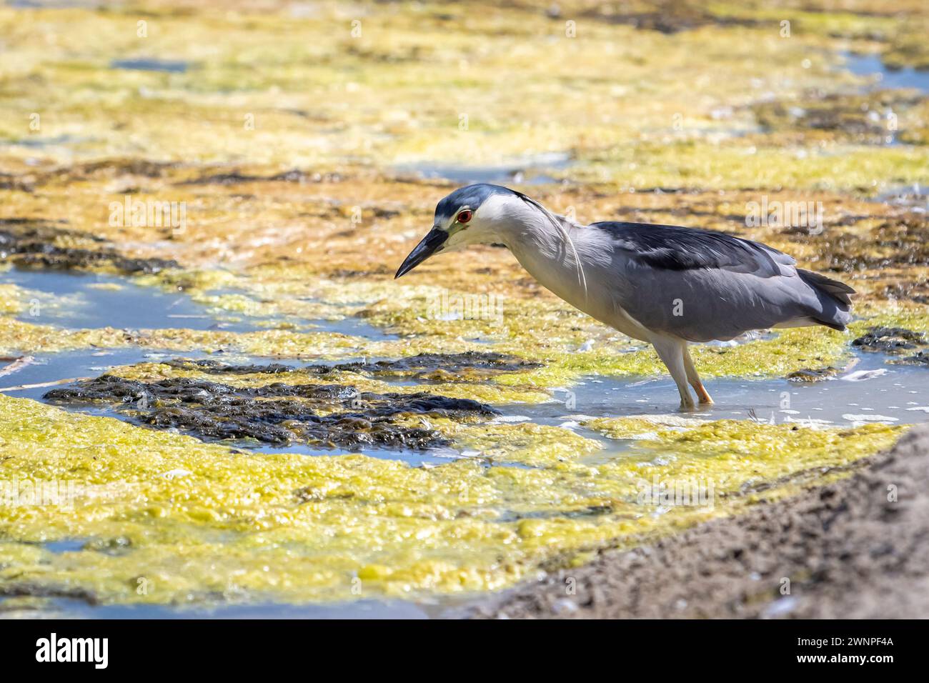 Heron blue form hi-res stock photography and images - Alamy