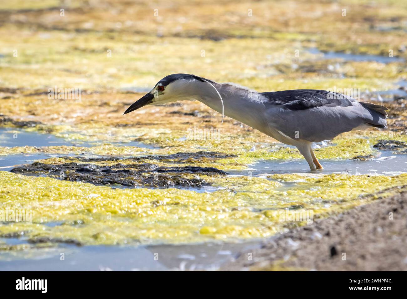 A Great Blue Heron (Immature Blue Form) eyes fish below the surface in ...