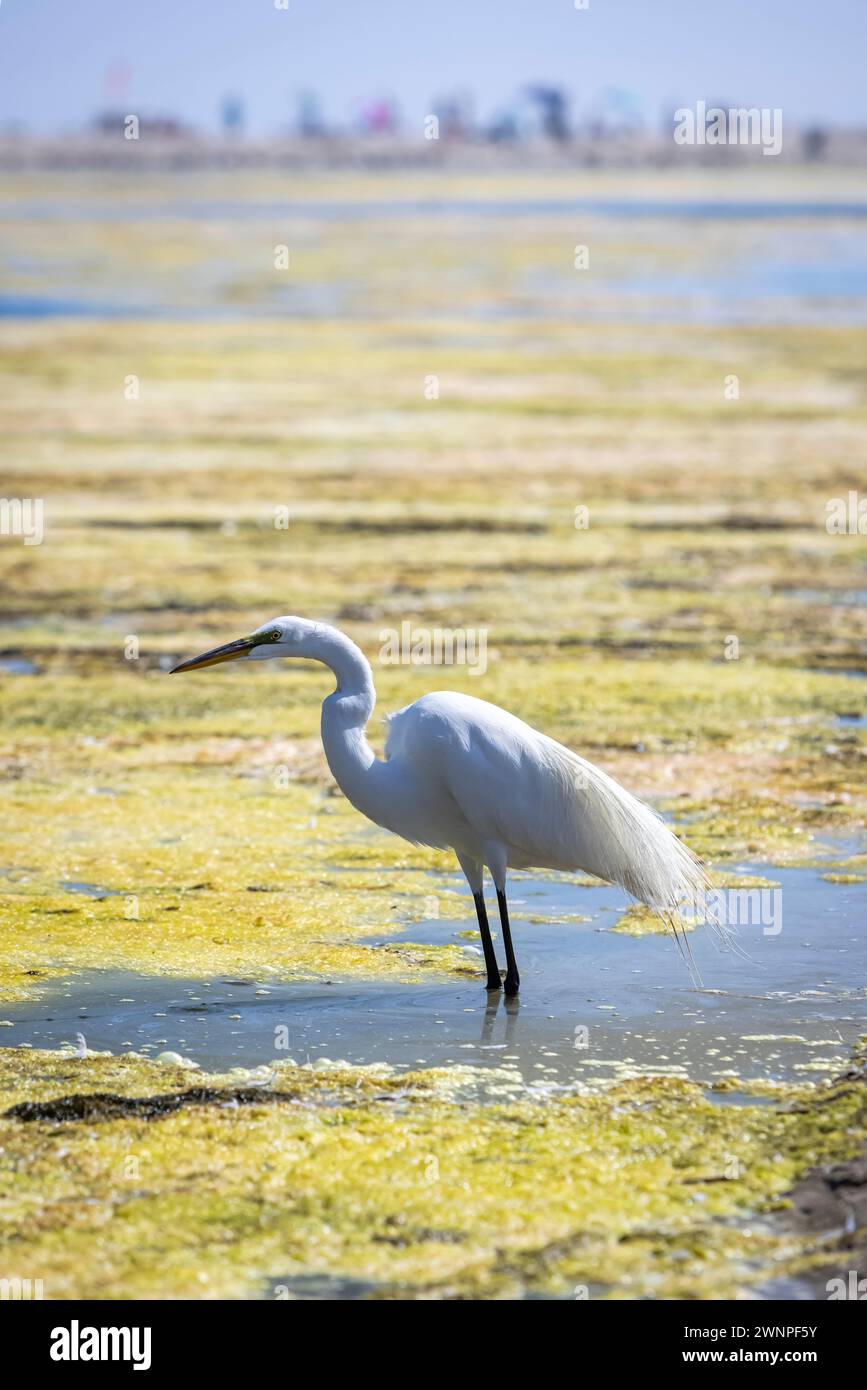 A Great Egret eyes fish below the surface in the Malibu lagoon Stock ...