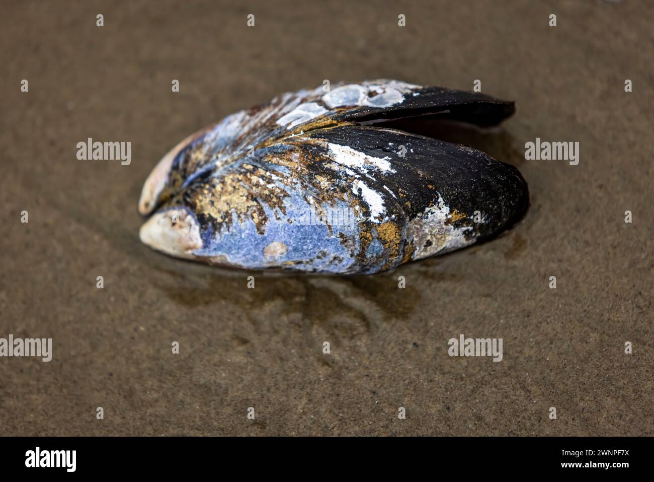A colorful shell on Zuma Beach shoreline in Malibu, California Stock ...