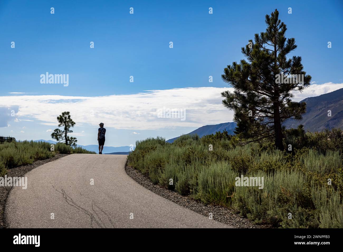 The Mammoth Lakes Town Loop path meanders through meadows and through ...
