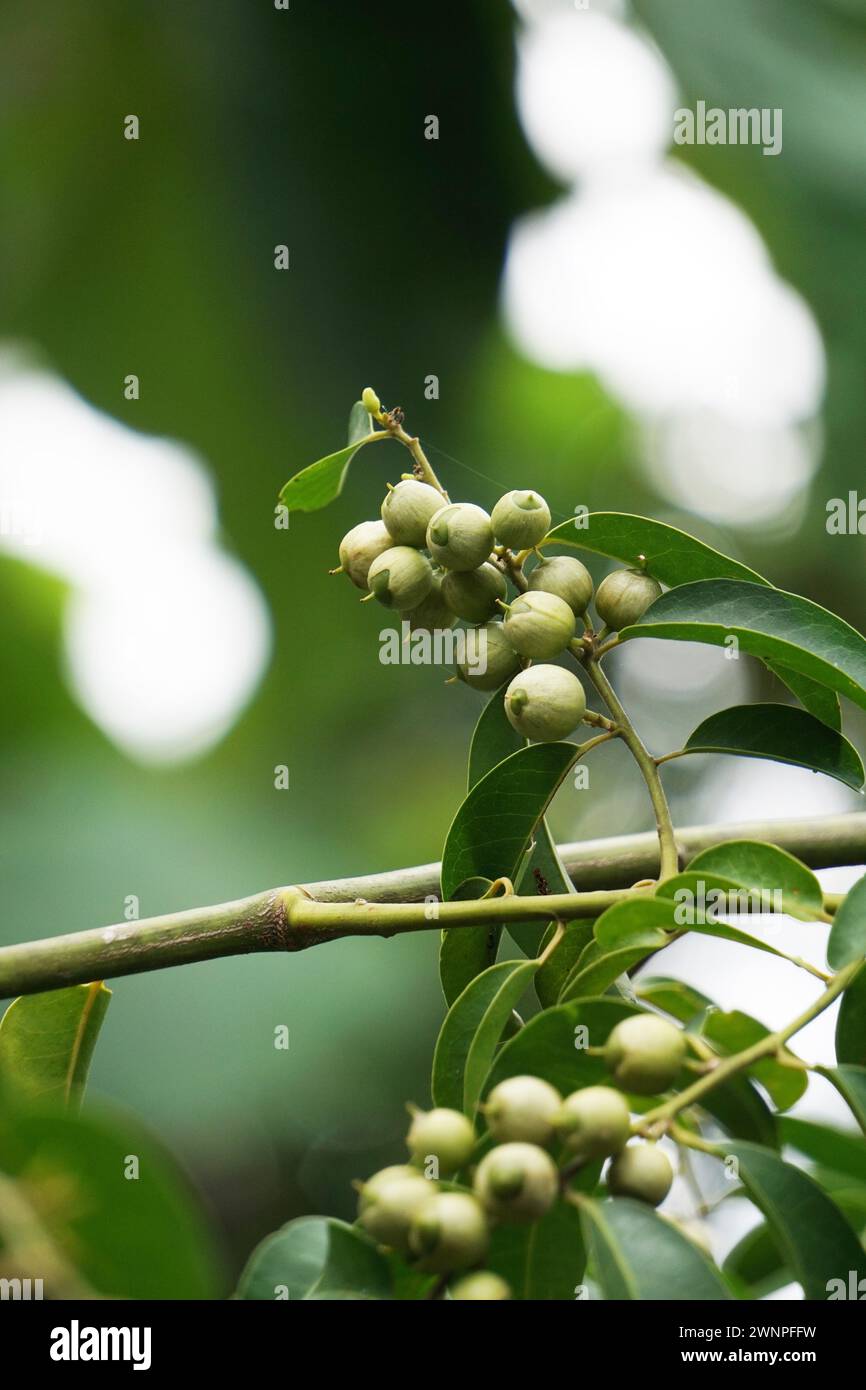 Cordia latifolia (Also called Bahuvara, Bara lasura). This plant is ...