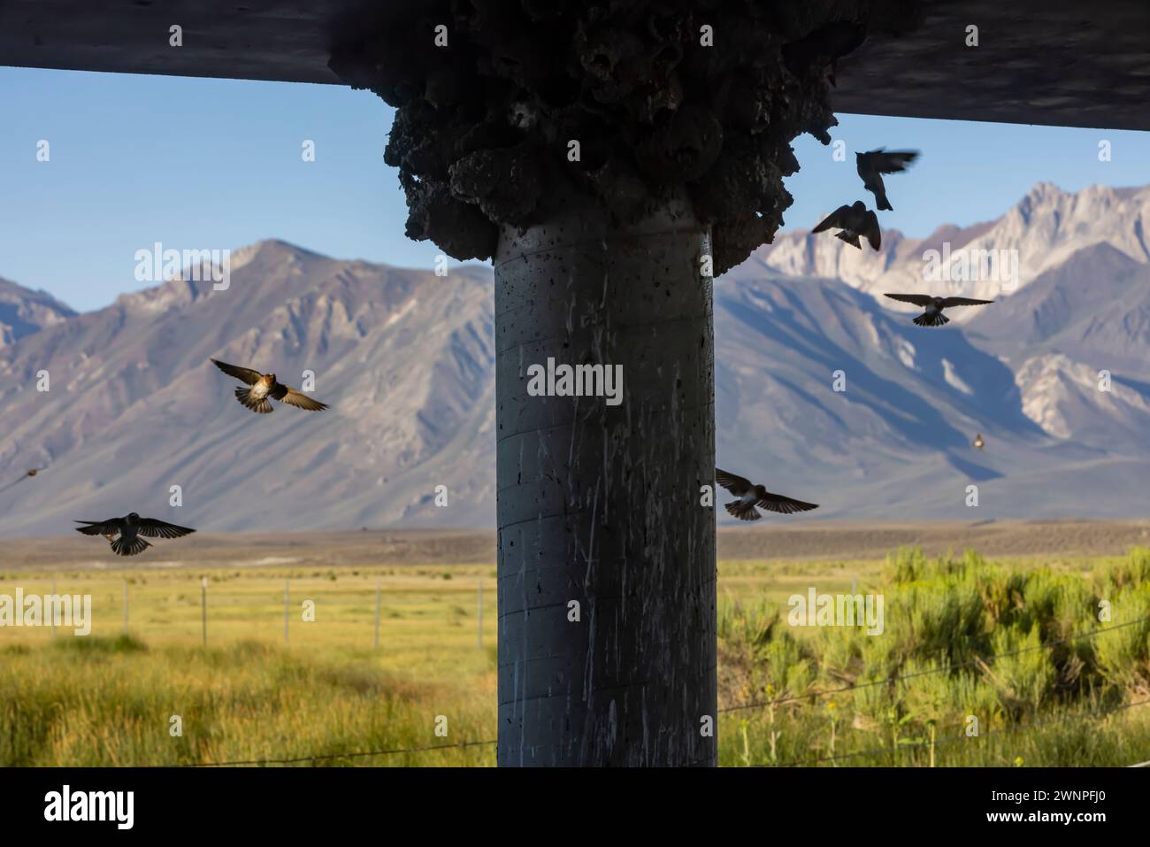 Cliff swallows tend to their mud nests under a bridge at Benton ...