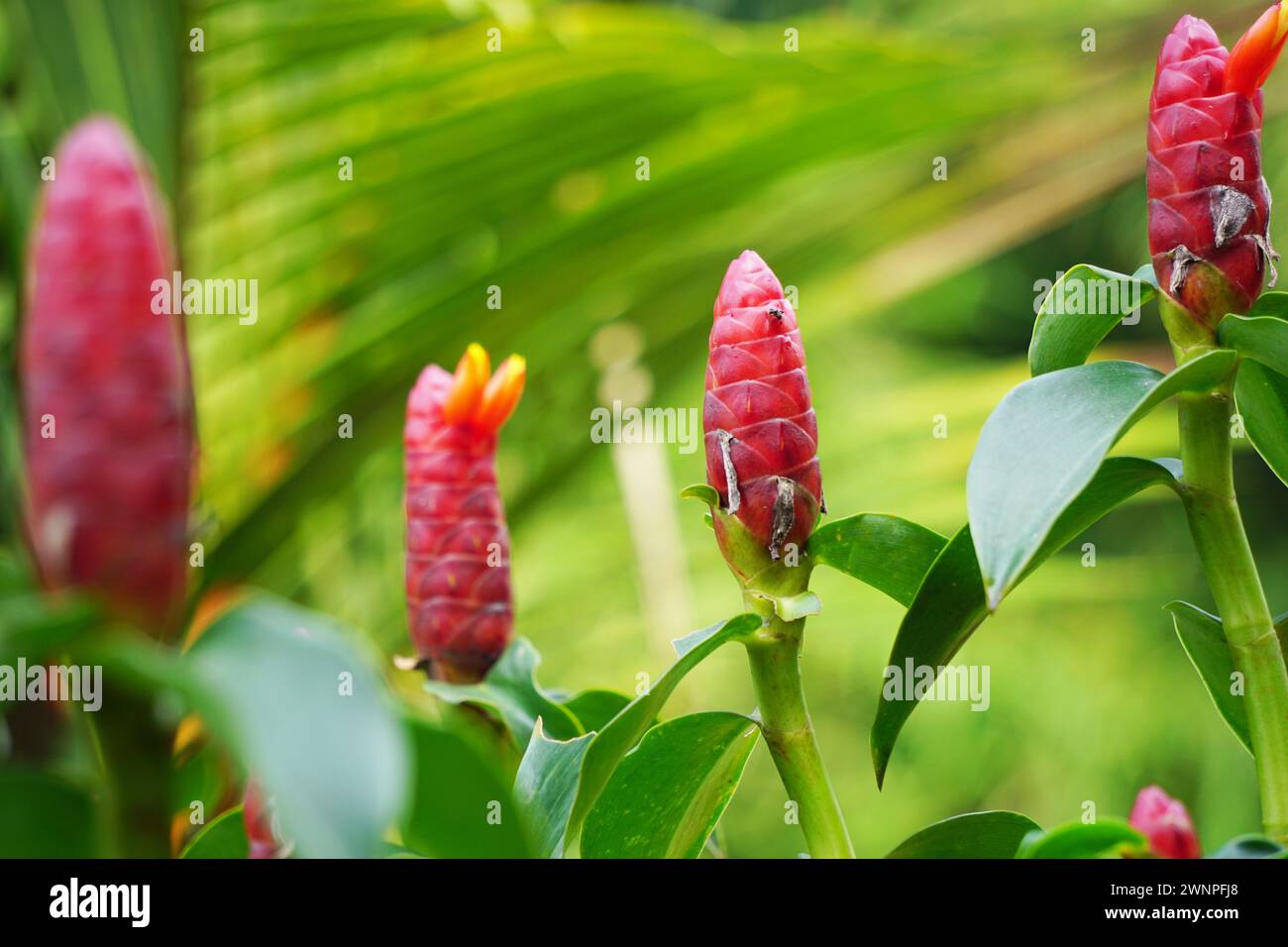 Costus woodsonii (Red Button Ginger, Costa Rica, dwarf cone ginger ...