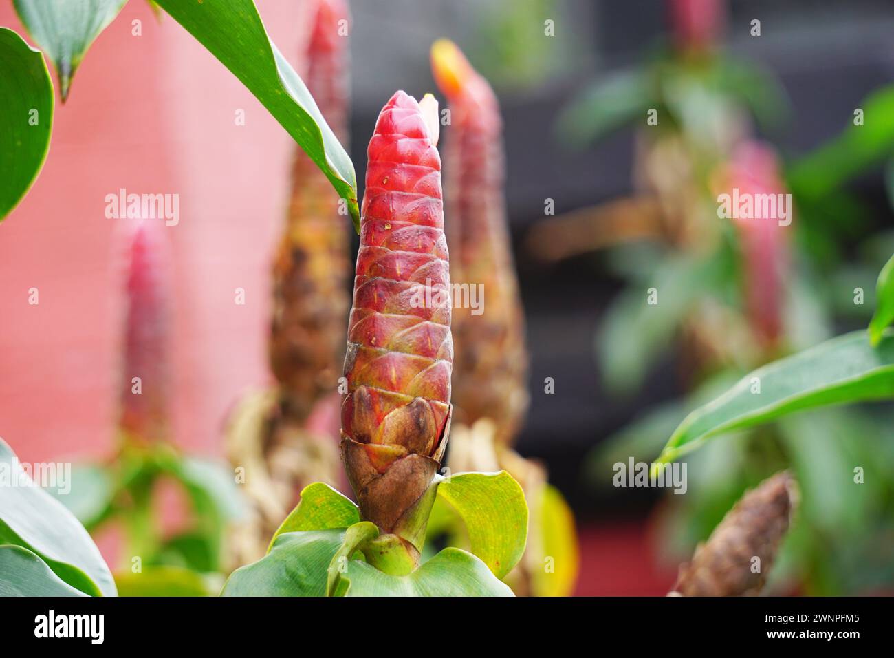 Scarlet spiral flag hi-res stock photography and images - Alamy