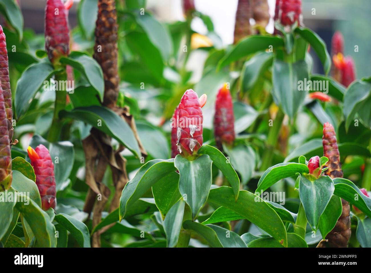 Costus woodsonii (Red Button Ginger, Costa Rica, dwarf cone ginger, Indian head ginger, Panama ...