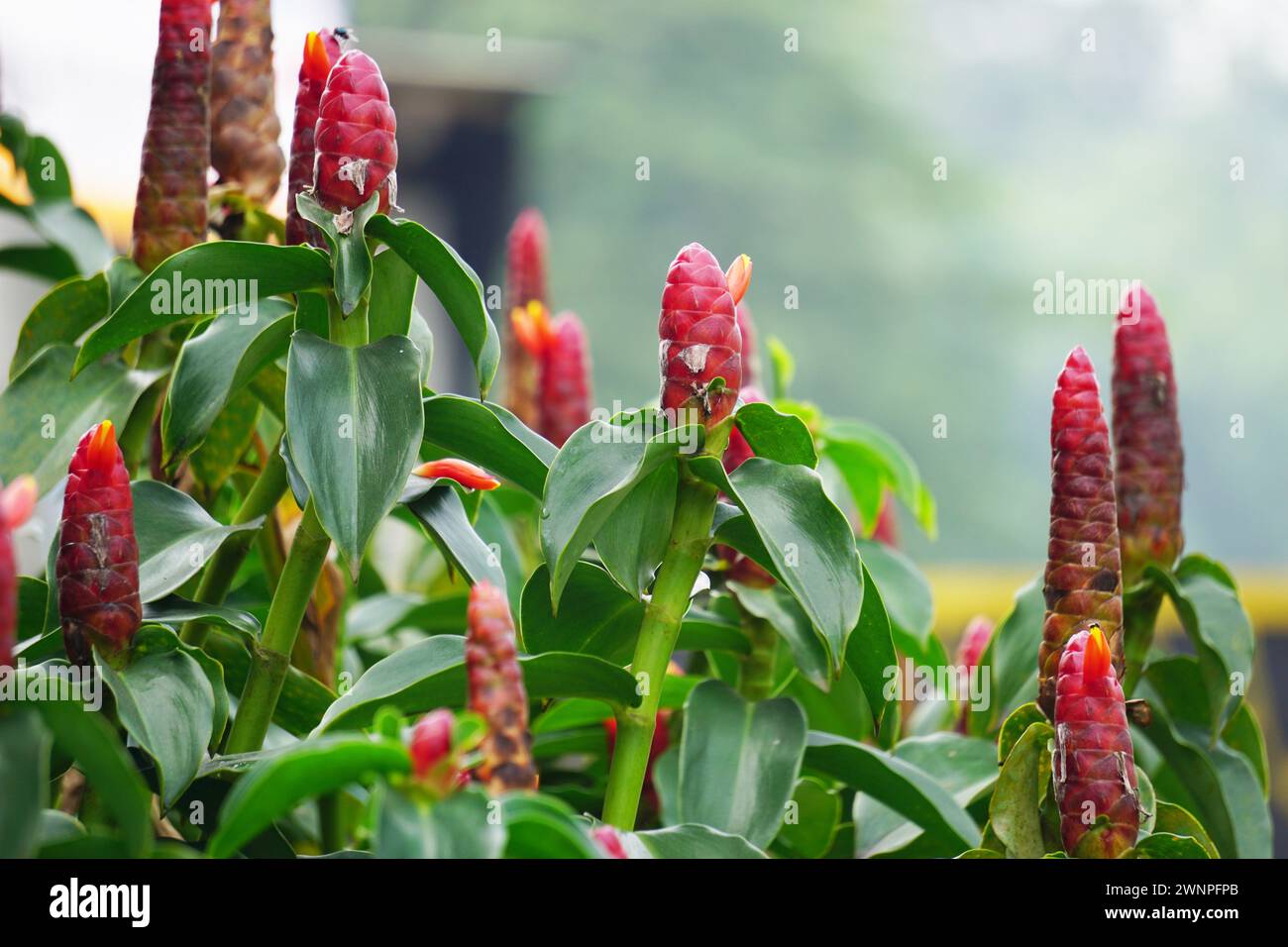Costus woodsonii (Red Button Ginger, Costa Rica, dwarf cone ginger, Indian head ginger, Panama ...
