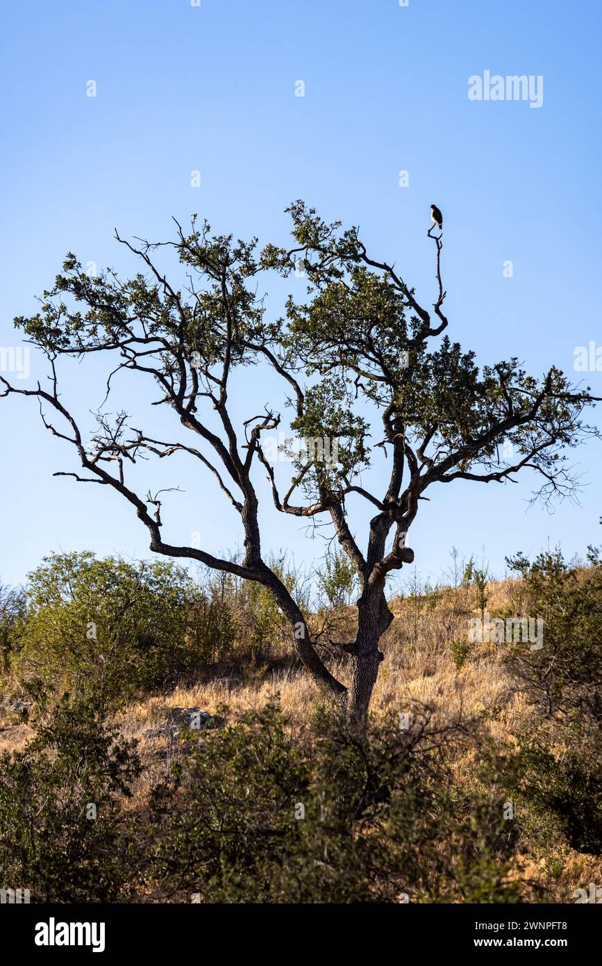 A hawk sits atop an oak tree in the hills of the Santa Monica Mountains ...