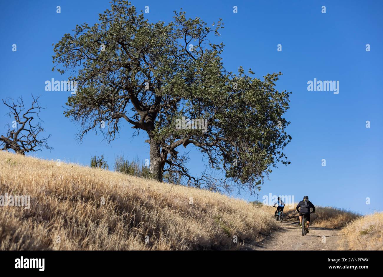 Mountain bikers take advantage of the fireroads as they traverse the ...