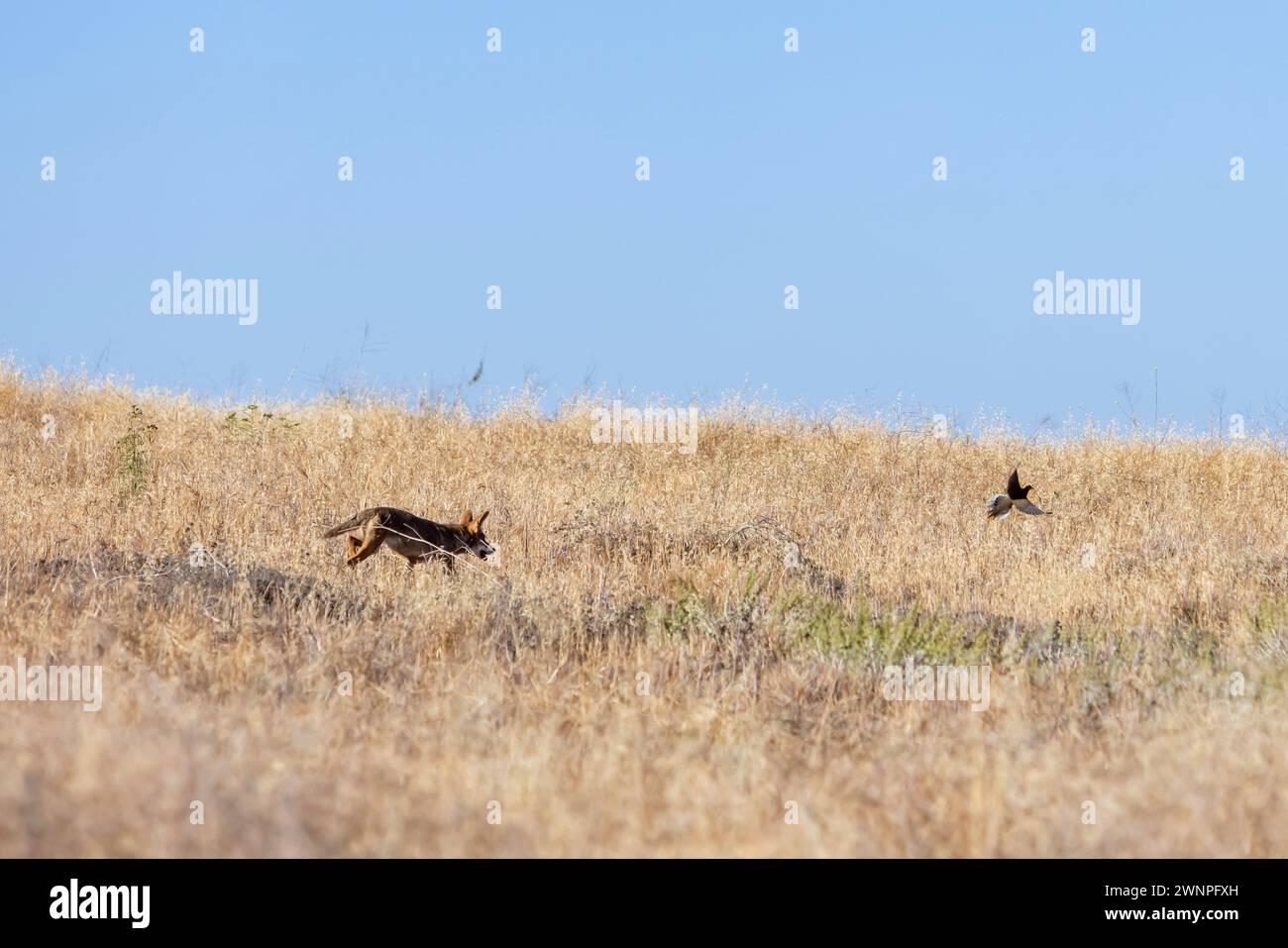 A coyote spots and gives a brief chase but is unable to catch a bird as ...