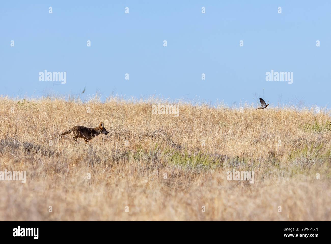 Chasing a bird hi-res stock photography and images - Alamy