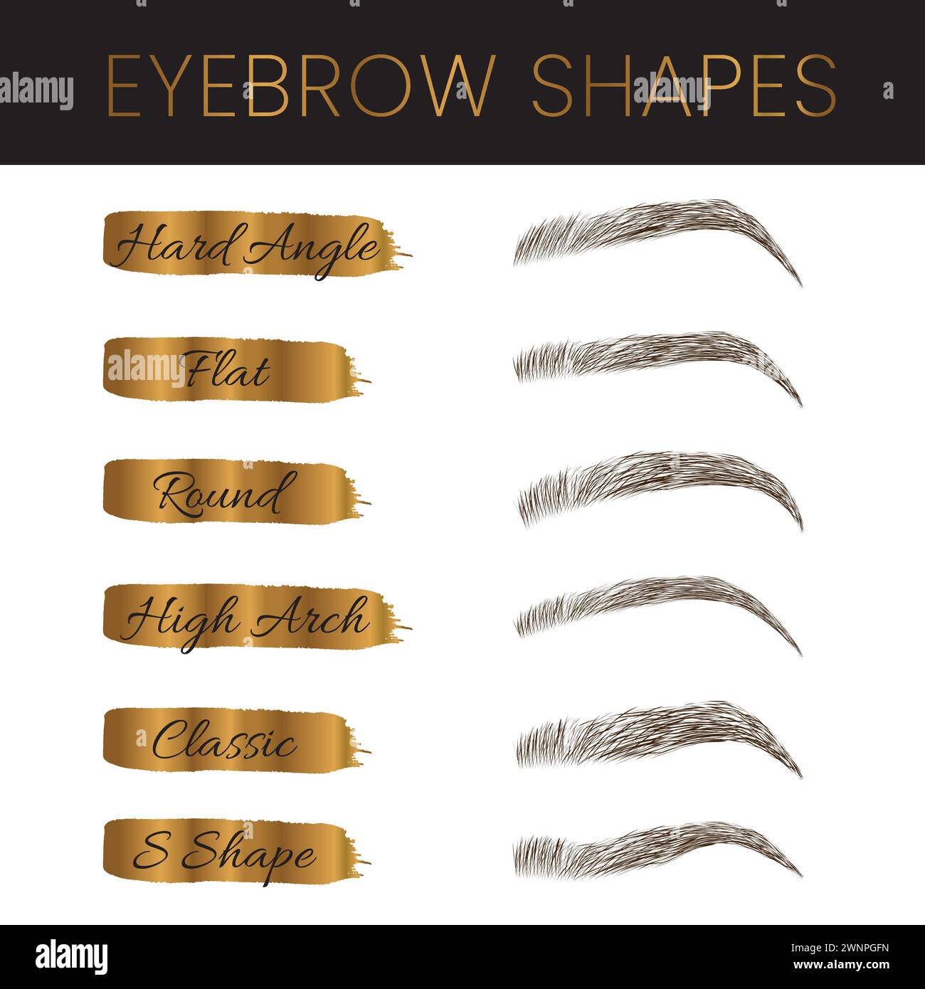 Eyebrow Shapes Types Illustration with Gold Stock Vector Image & Art ...