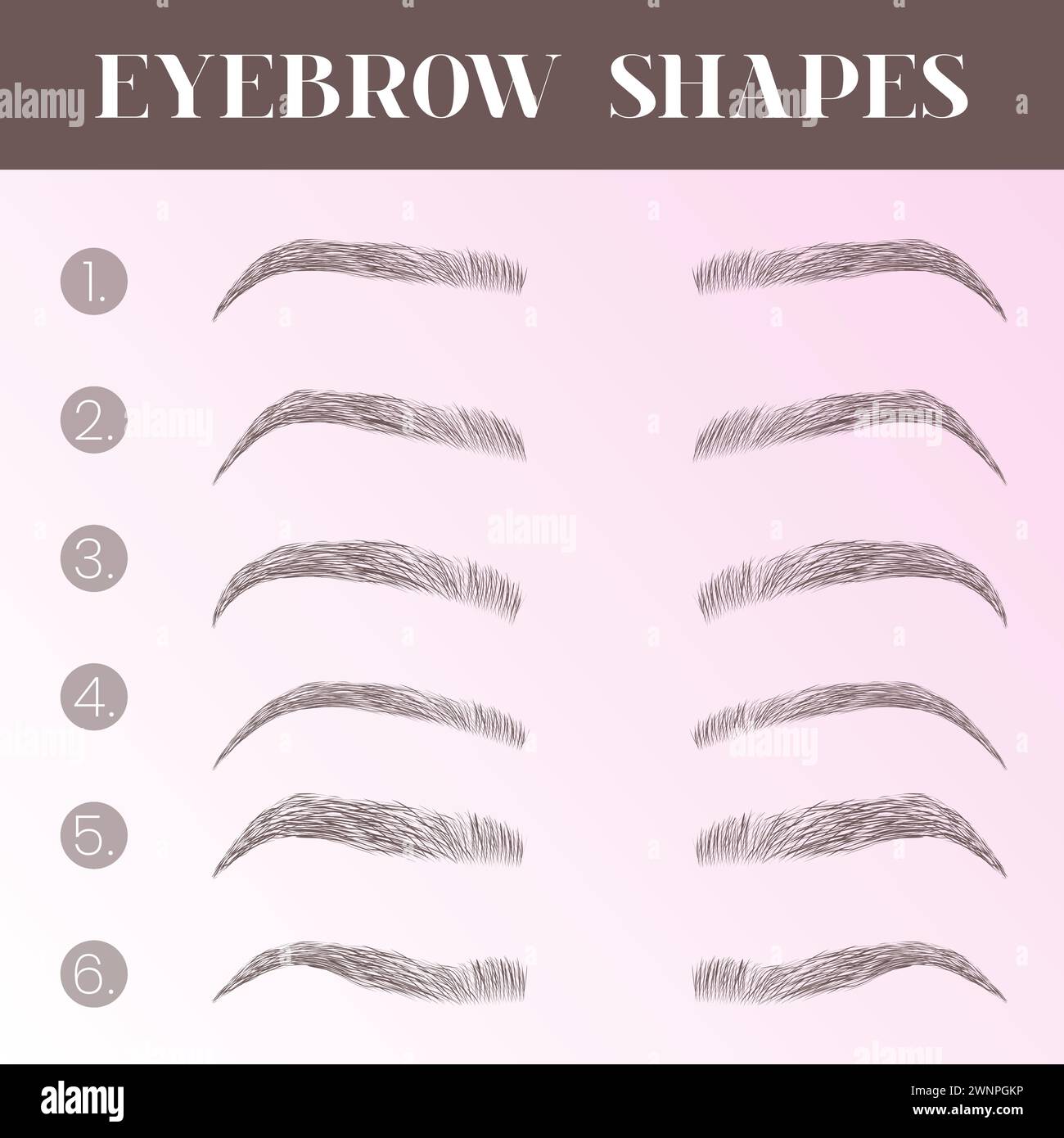 Pink Eyebrow Shapes Types Illustration Chart Stock Vector Image & Art ...
