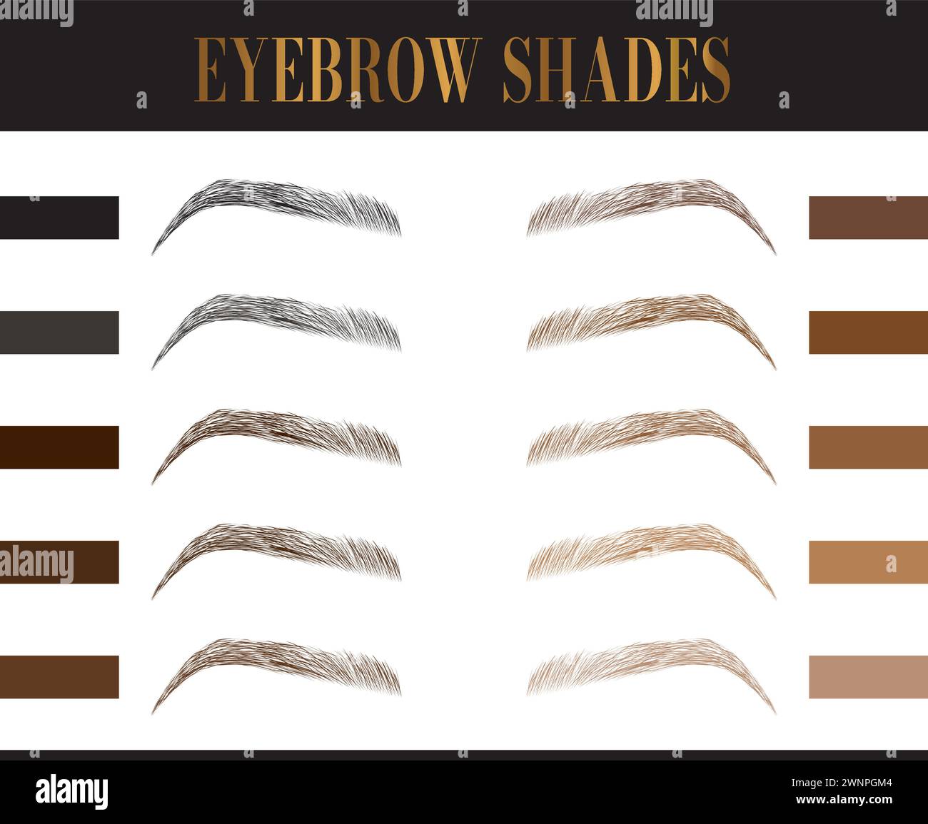Eyebrows Colors Chart. Elegant Fashion Make Up Illustration Stock ...