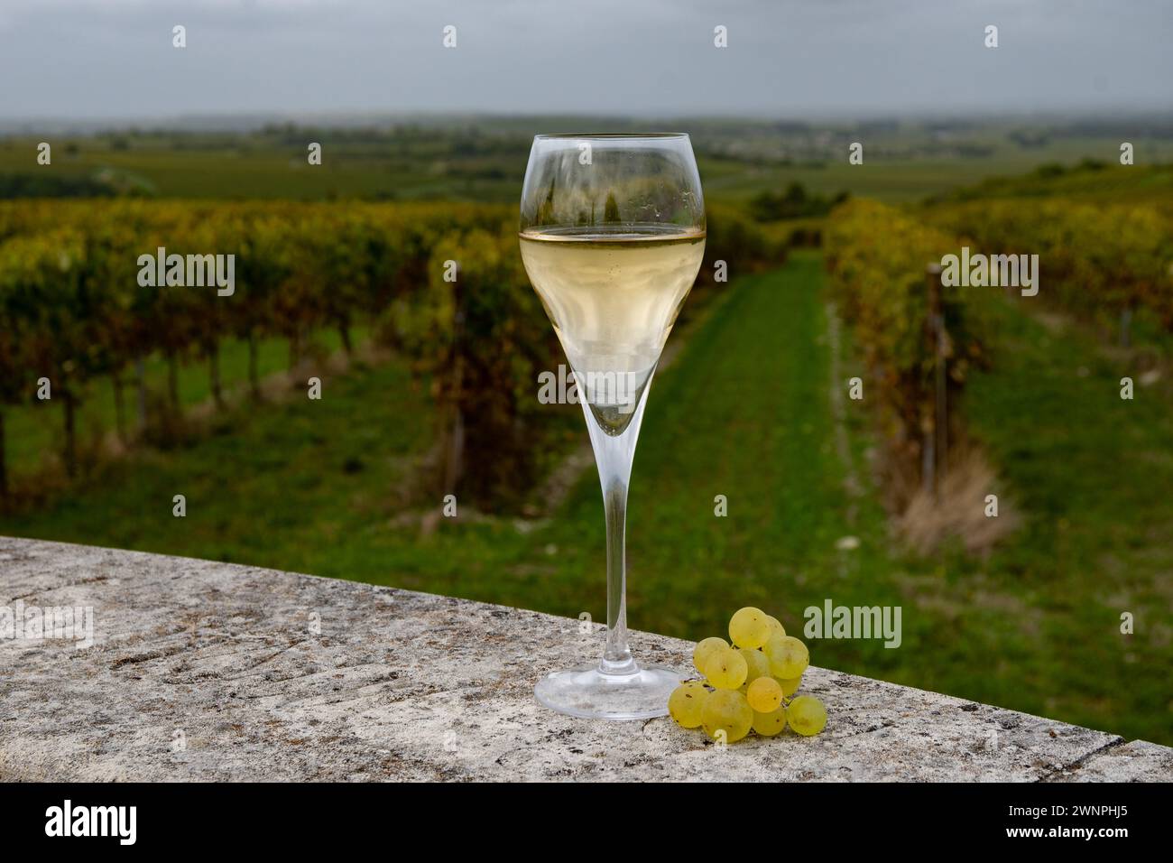 Tasting of grand cru sparkling white wine with bubbles champagne on ...