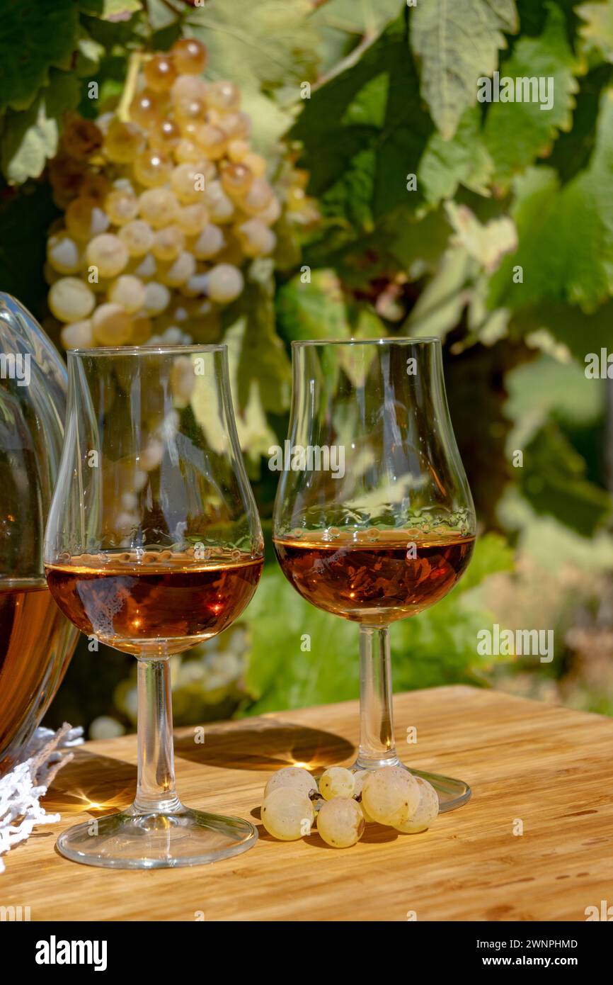 Tasting of Cognac strong alcohol drink in Cognac region, Grande ...