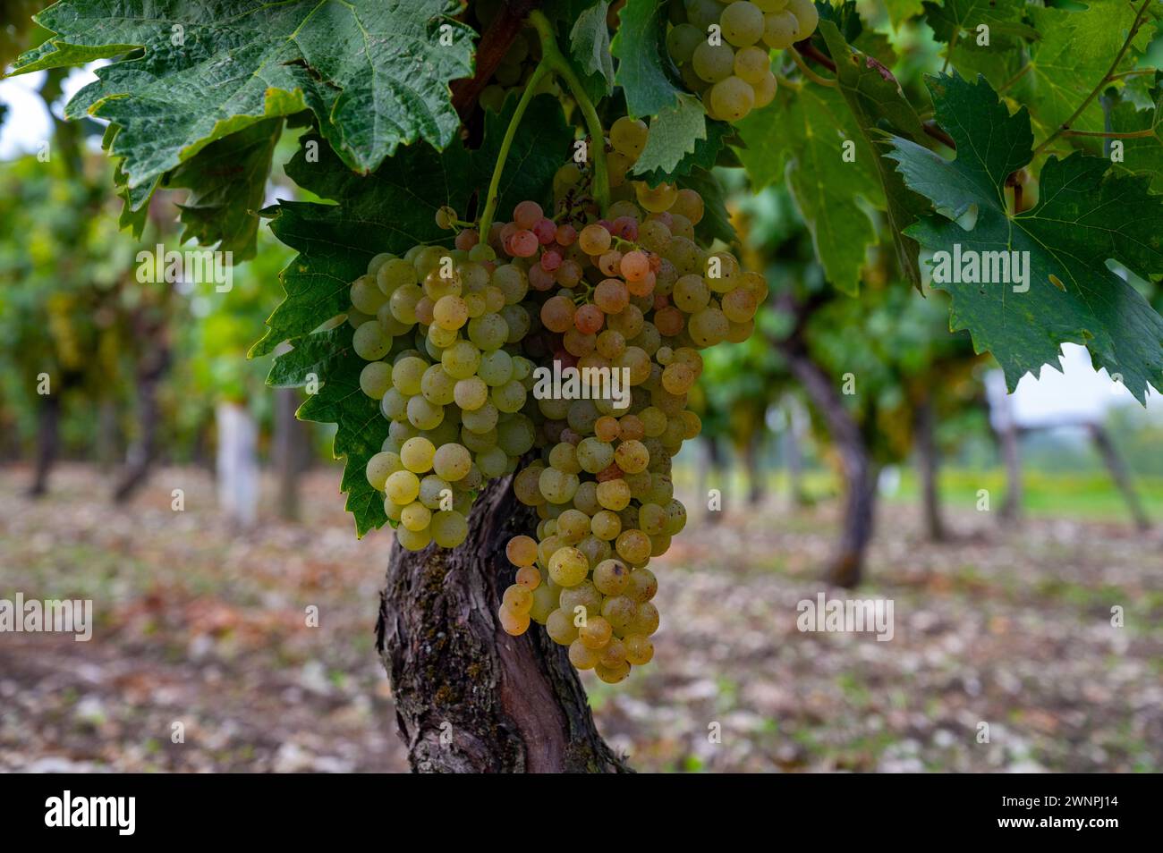 Harvest time on vineyards of Cognac white wine region, Charente, ripe ...