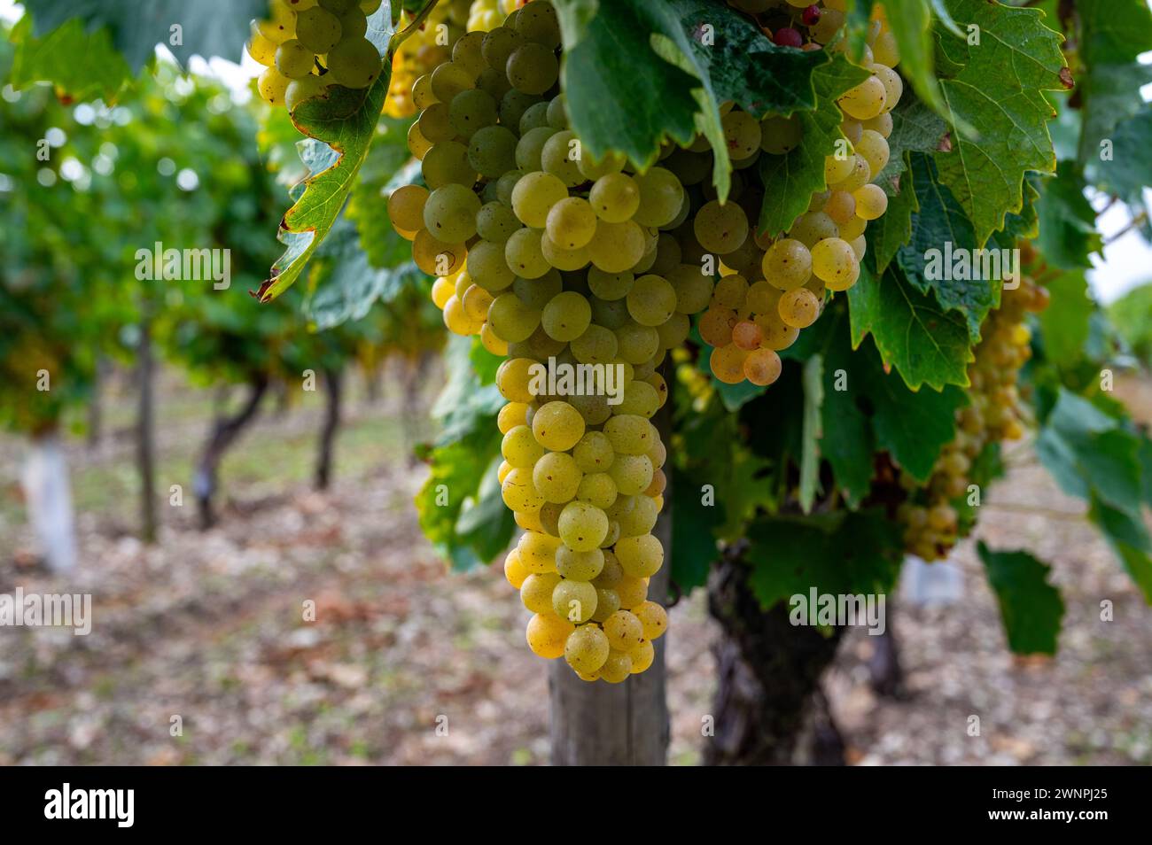 Harvest time on vineyards of Cognac white wine region, Charente, ripe ...