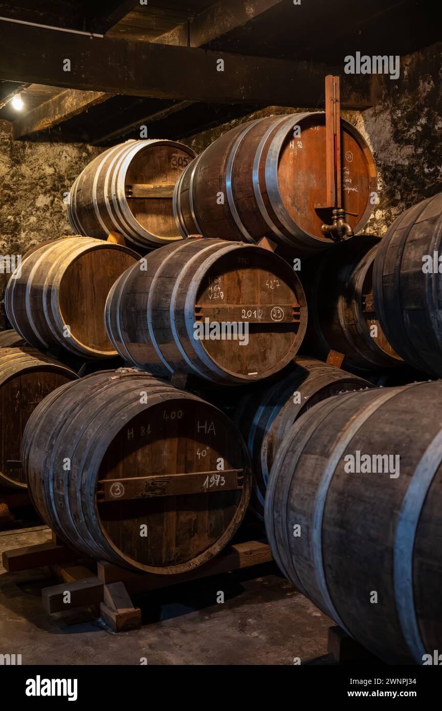 Aging process of cognac spirit in old dark French oak barrels in cellar ...