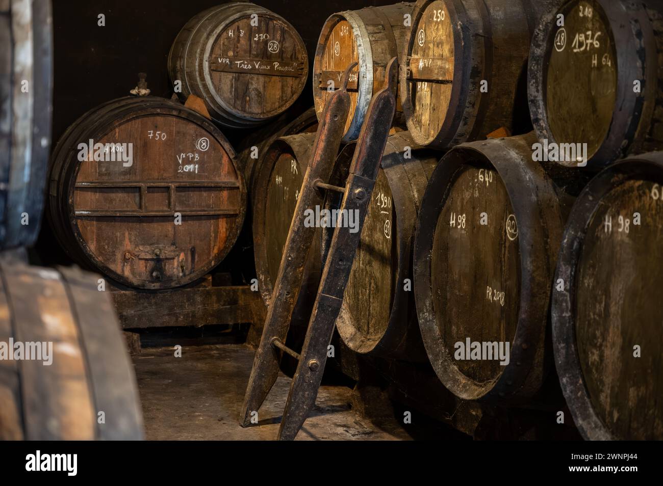 Aging process of cognac spirit in old dark French oak barrels in cellar ...