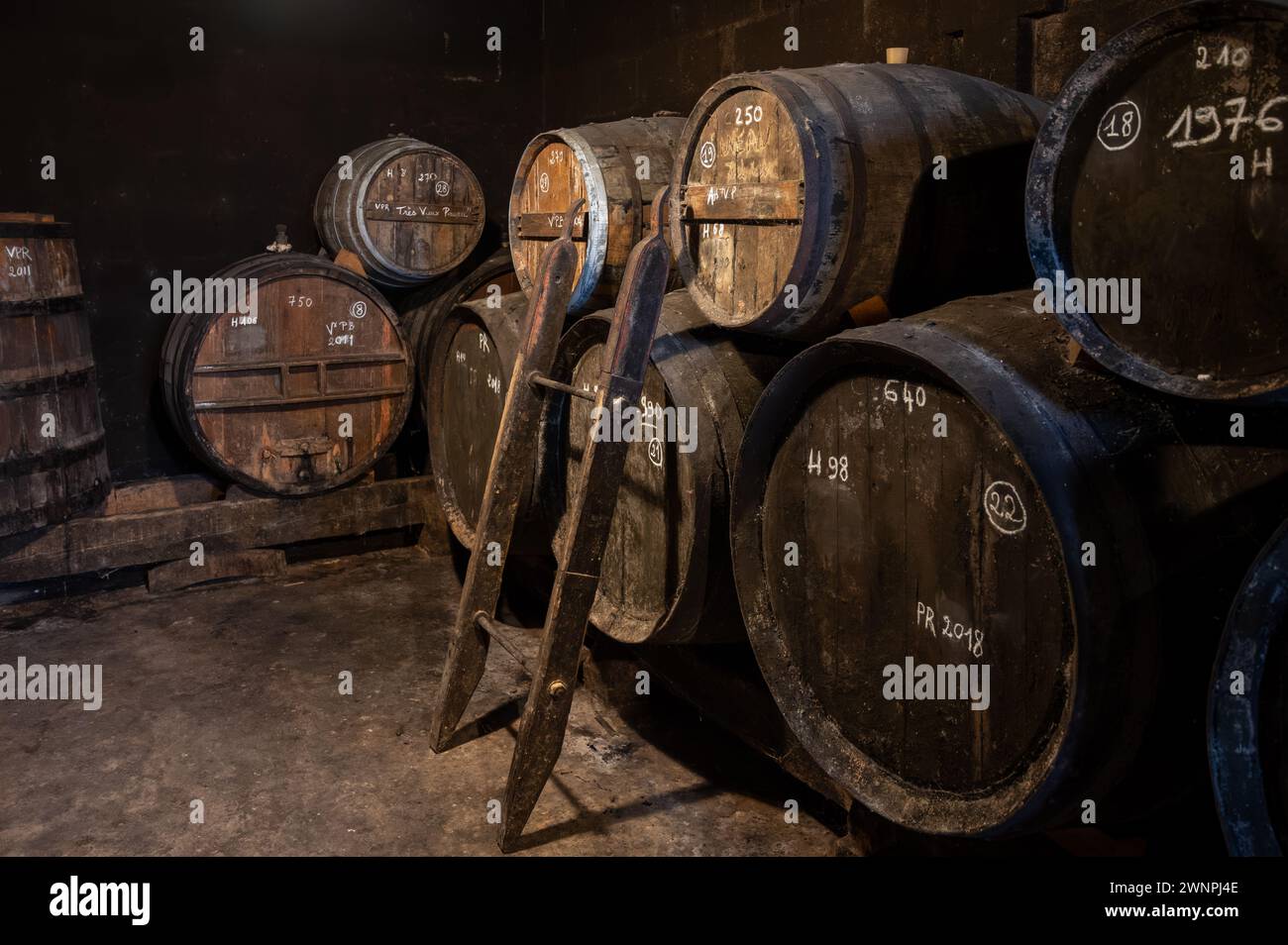 Aging process of cognac spirit in old dark French oak barrels in cellar ...