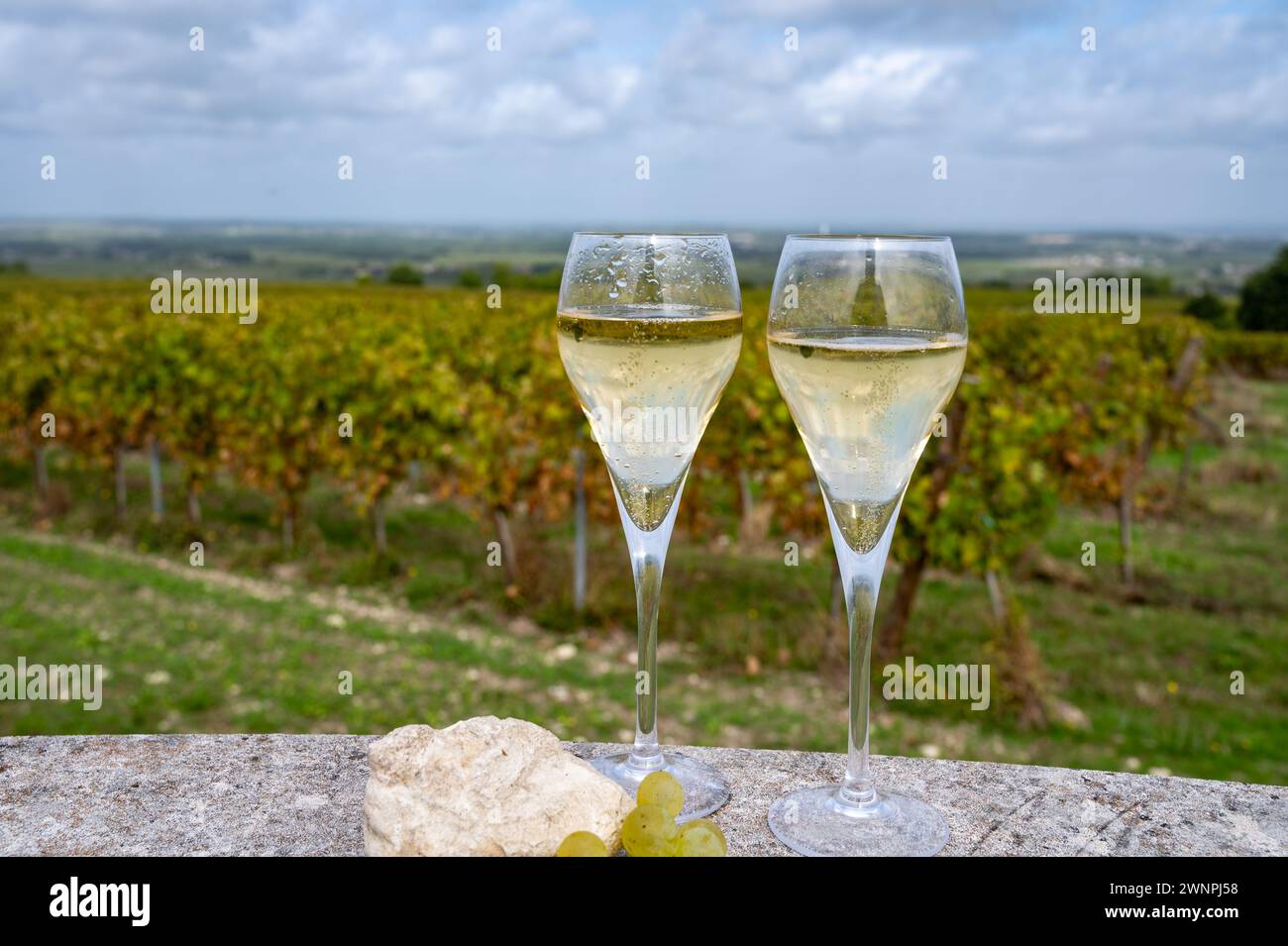 Tasting of grand cru sparkling white wine with bubbles champagne on ...