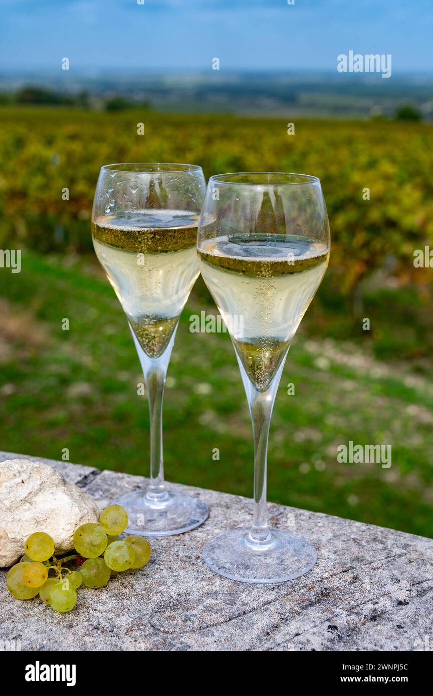 Tasting of grand cru sparkling white wine with bubbles champagne on ...