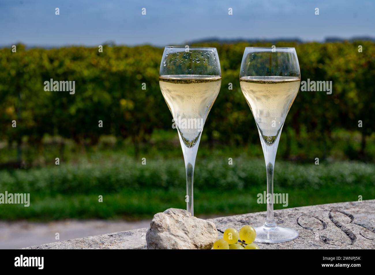 Tasting of grand cru sparkling white wine with bubbles champagne on ...